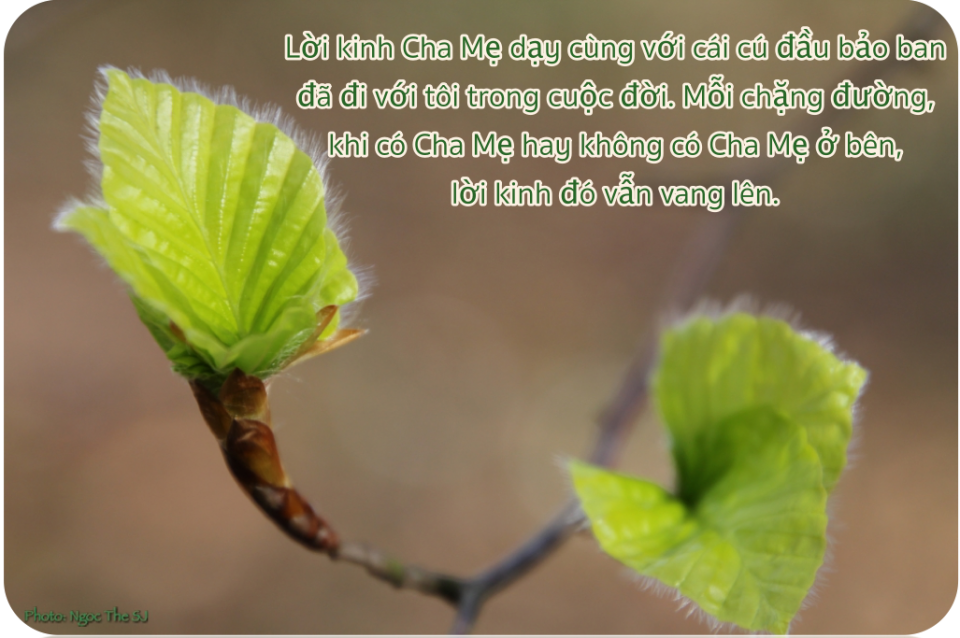 Lời Kinh Cha Mẹ Dạy - Dòng Tên-Dòng Chúa Giêsu